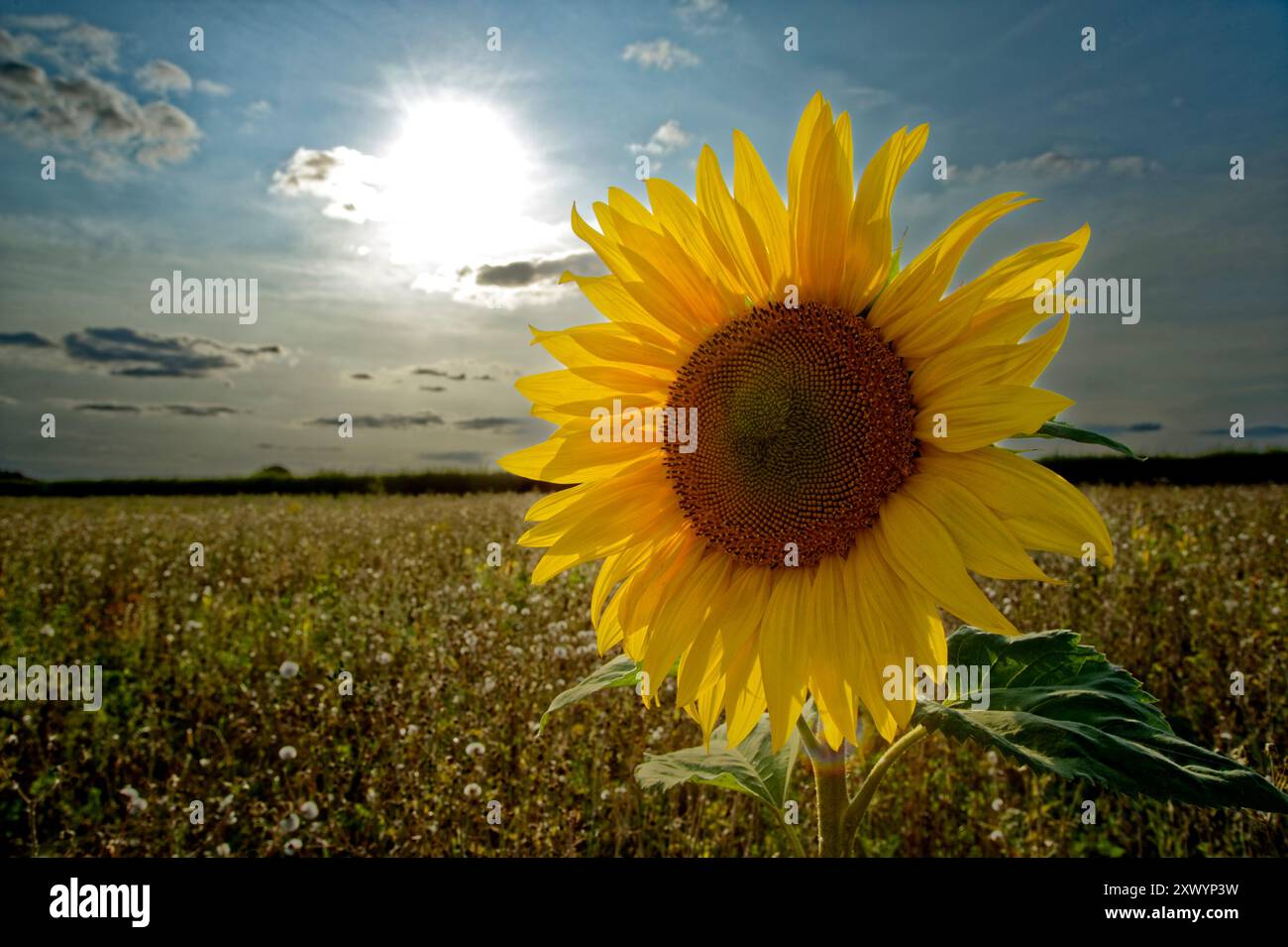 Sunflower field sun hi-res stock photography and images - Alamy
