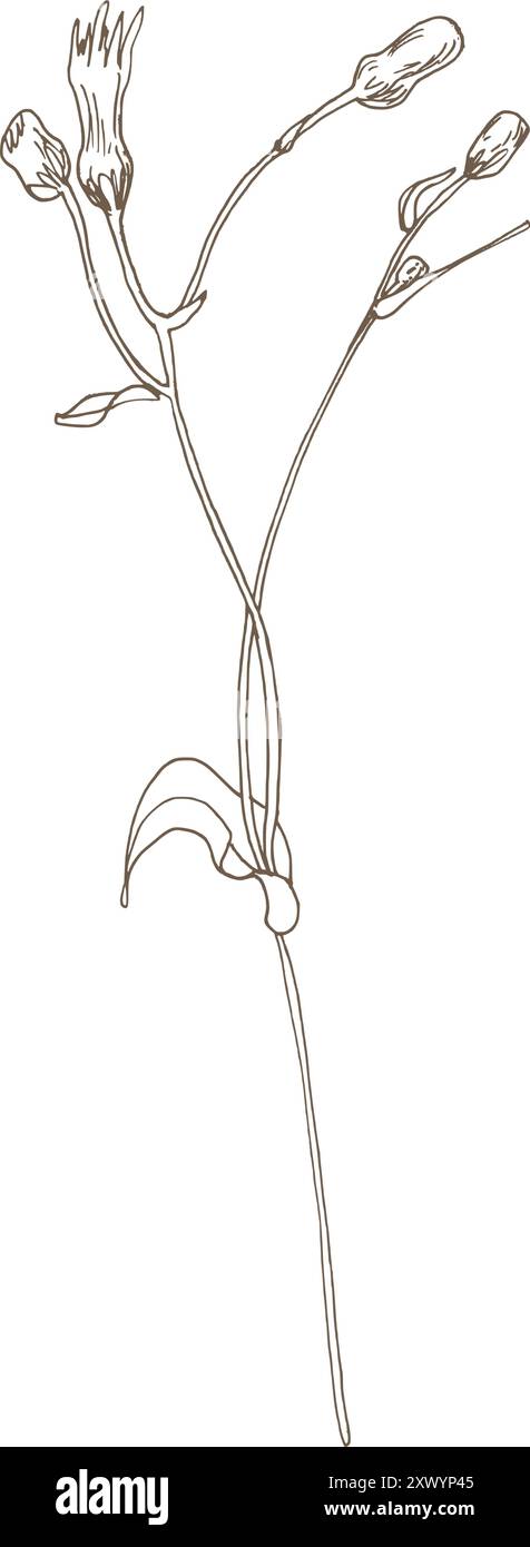 Sonchus branches wild meadow dried flowers. Line art is a simple hand ...