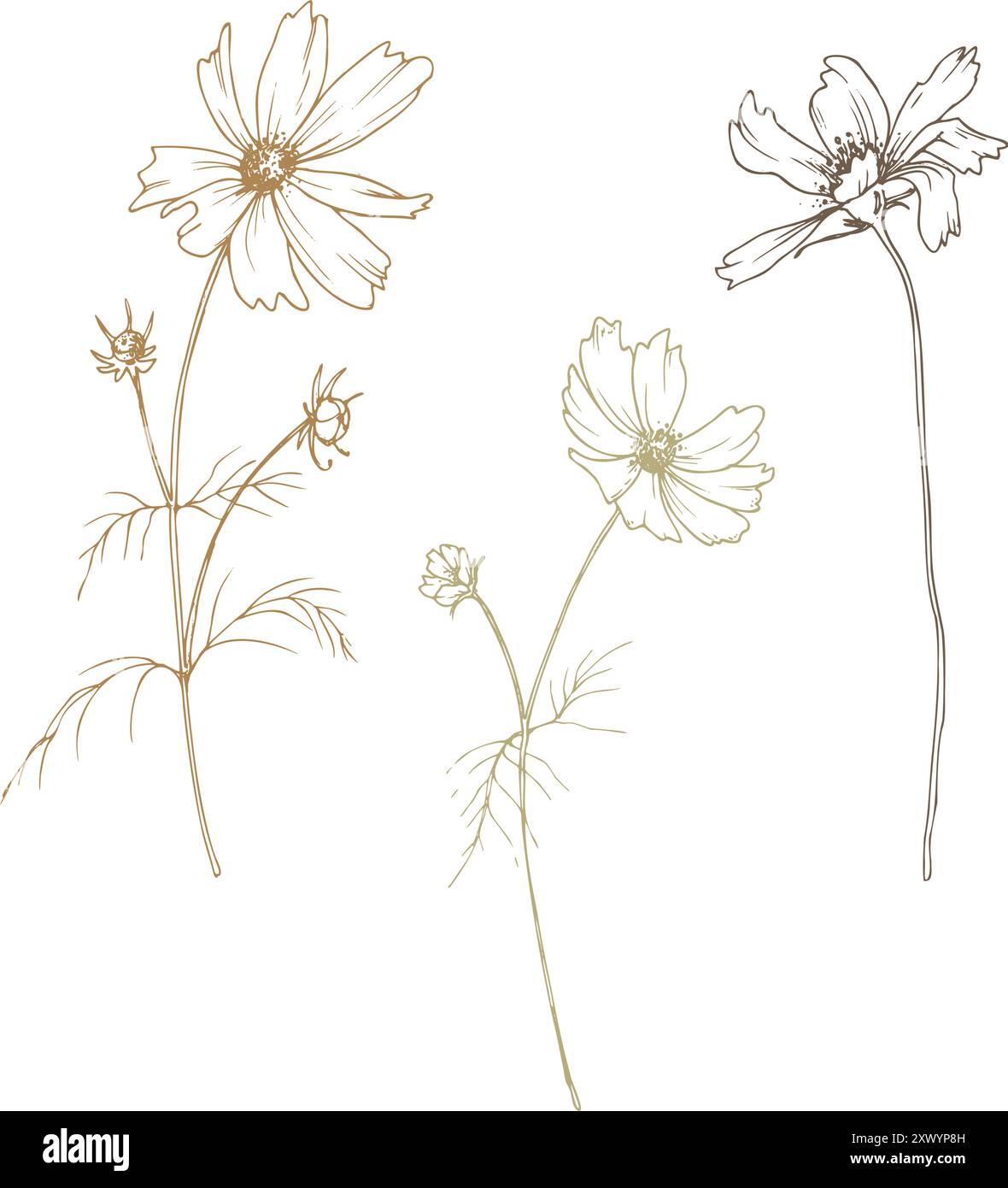 Dried field flowers Stock Vector Images - Alamy