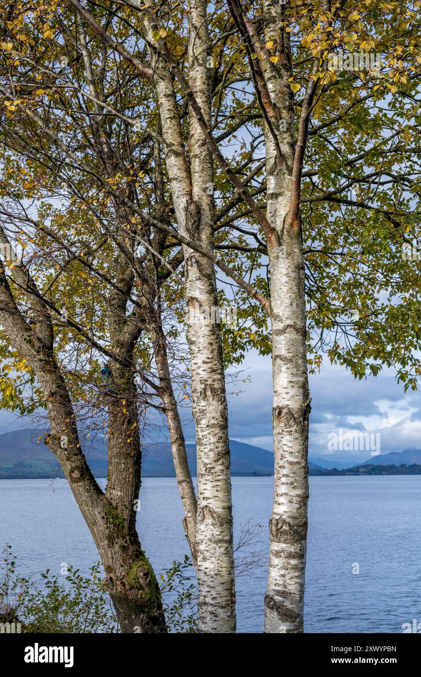 Two Tree at Loch Lomond, Scotland Stock Photo - Alamy