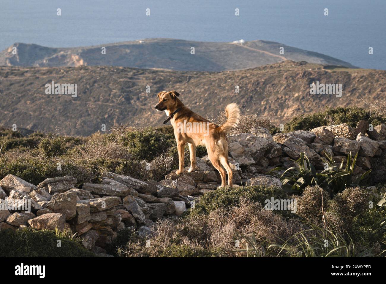 Dog in action Stock Photo - Alamy