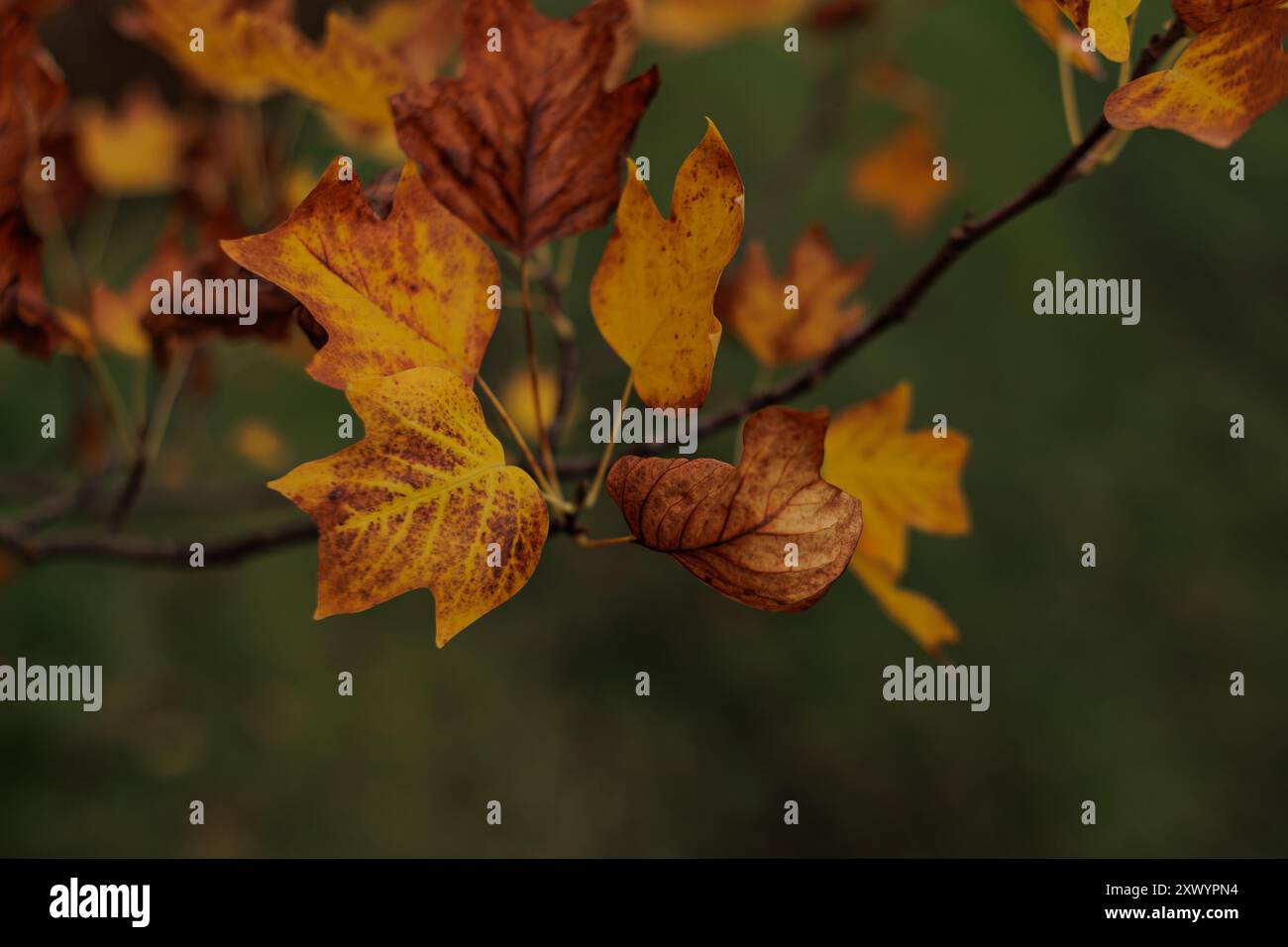 Autumn leaves changing color on a tree branch Stock Photo - Alamy
