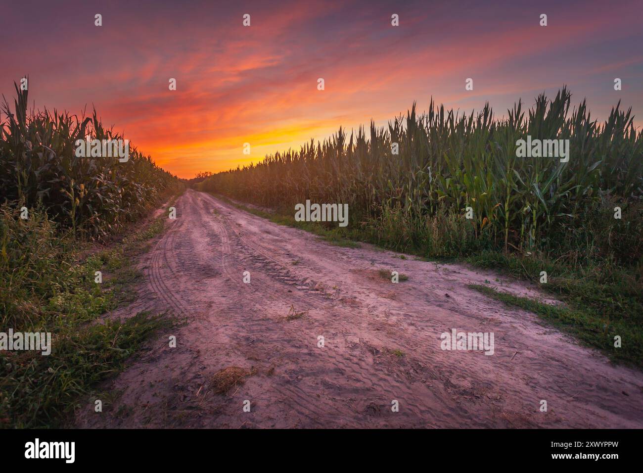 Green corn field in eastern hi-res stock photography and images - Alamy