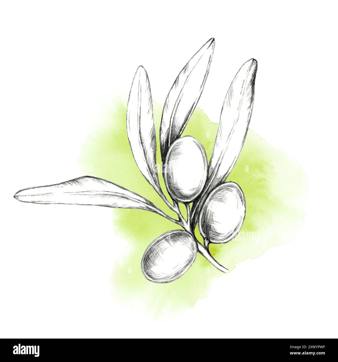 Hand-drawn olive branch with three detailed olives, highlighted by a ...