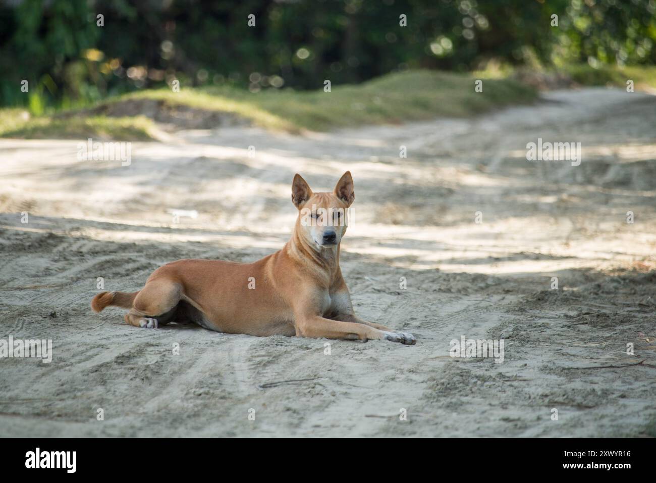 Stray two dog without owner rainy season,Dog on the road stray in ...