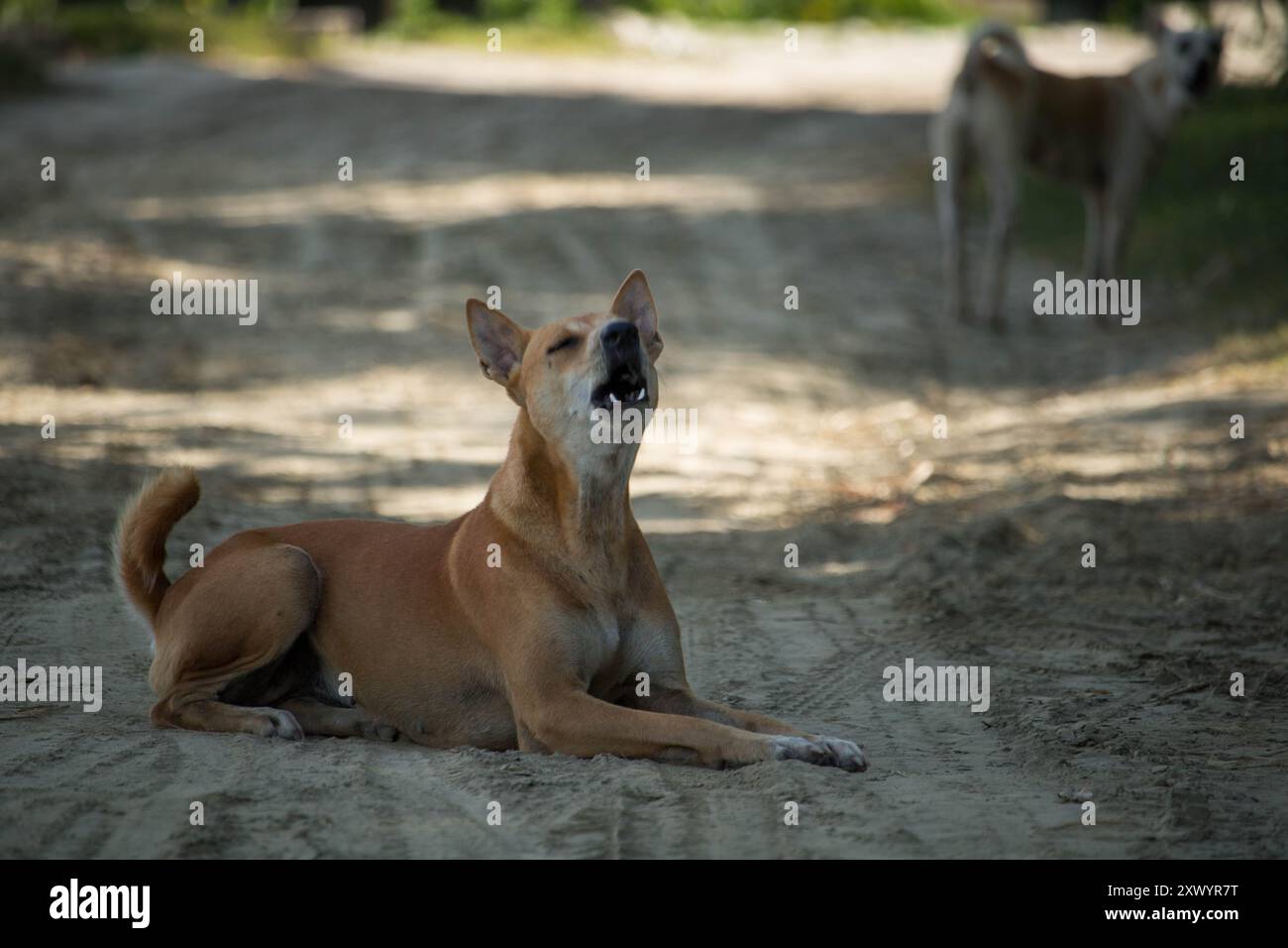 Stray two dog without owner rainy season,Dog on the road stray in ...