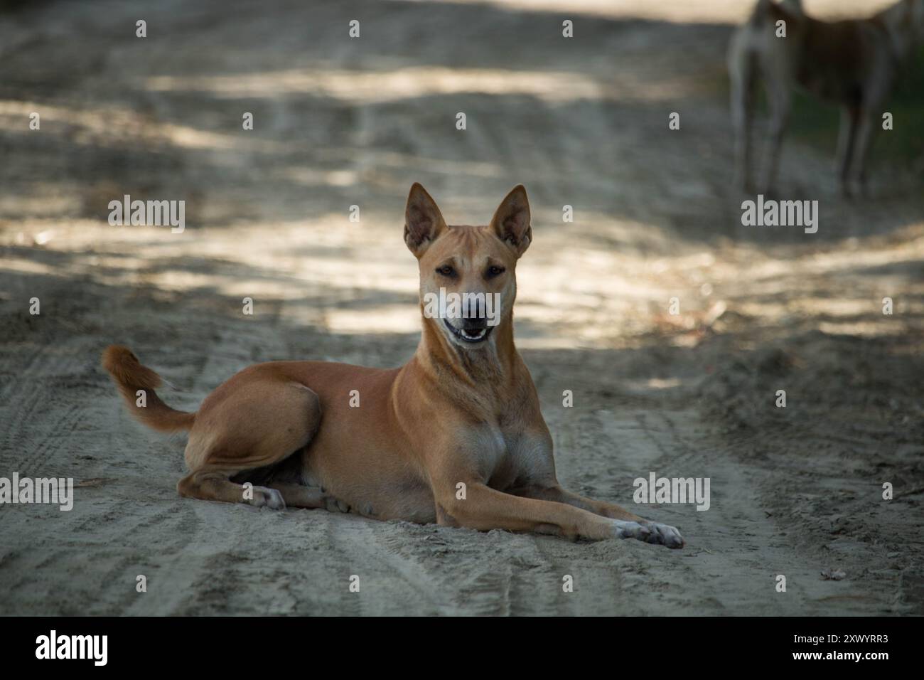 Stray two dog without owner rainy season,Dog on the road stray in ...
