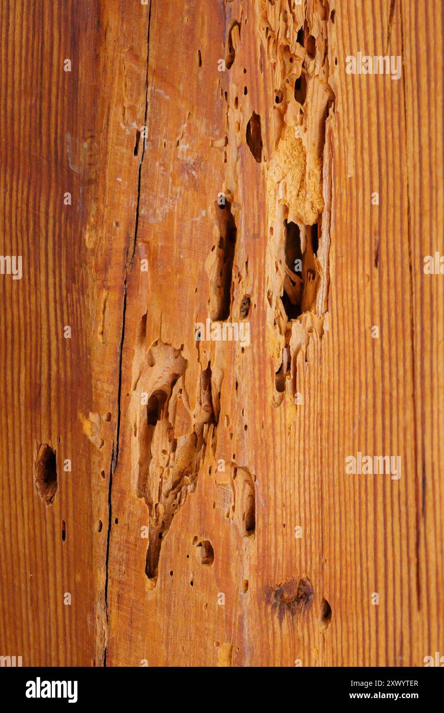 Berlin, Deutschland. 21st Aug, 2024. A wooden beam eaten away by ...