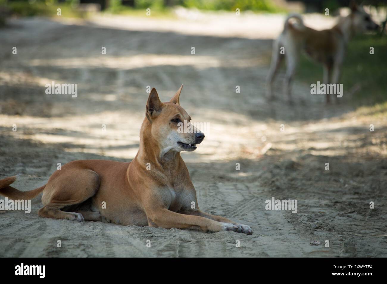 Stray two dog without owner rainy season,Dog on the road stray in ...