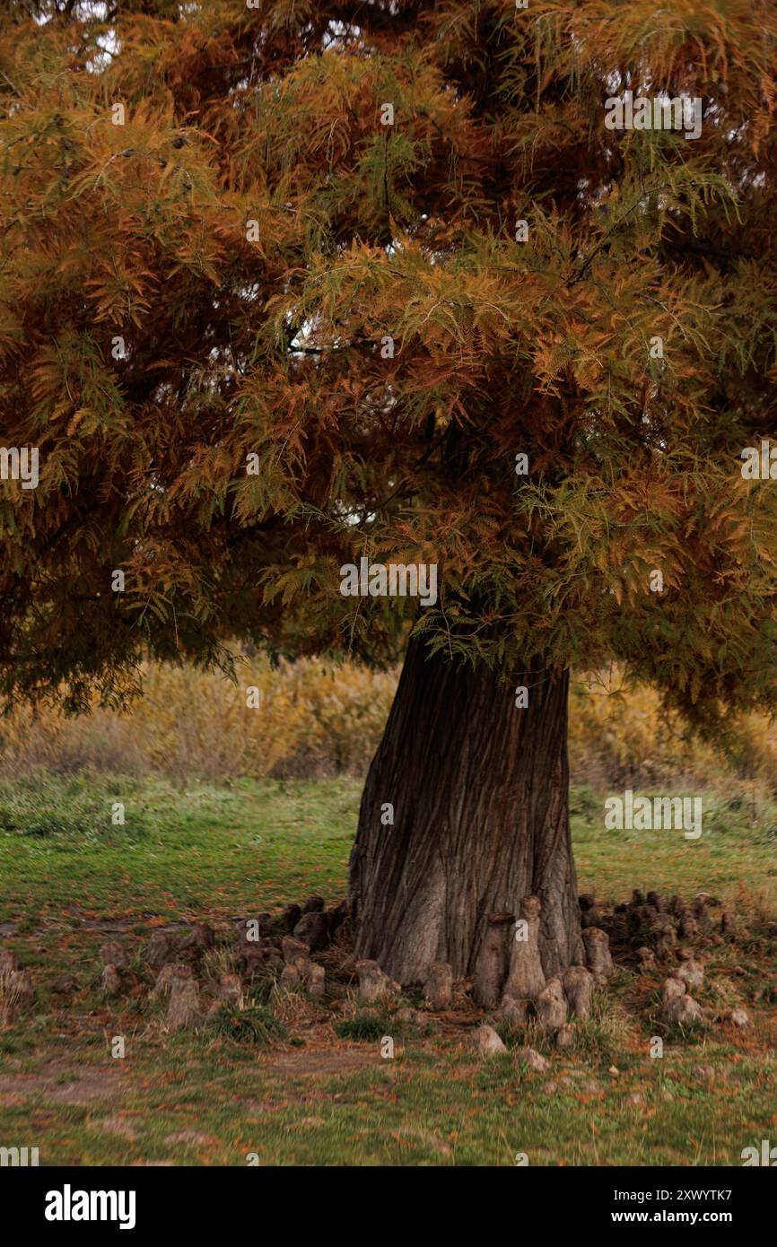 A tall tree displays vibrant autumn colors in Stromovka park Prague ...
