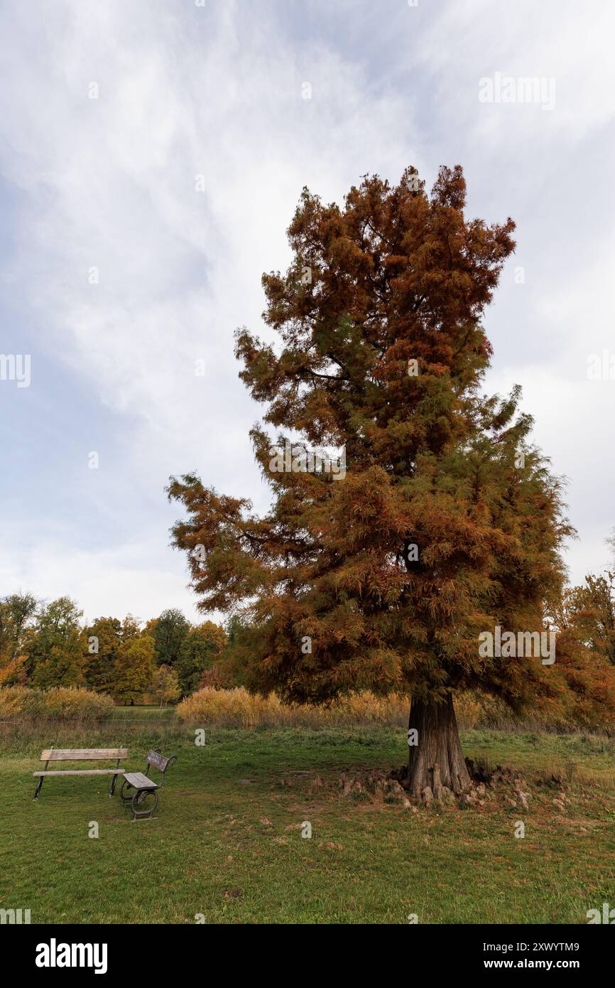 A large tree displays vibrant autumn colors in Stromovka park Prague ...