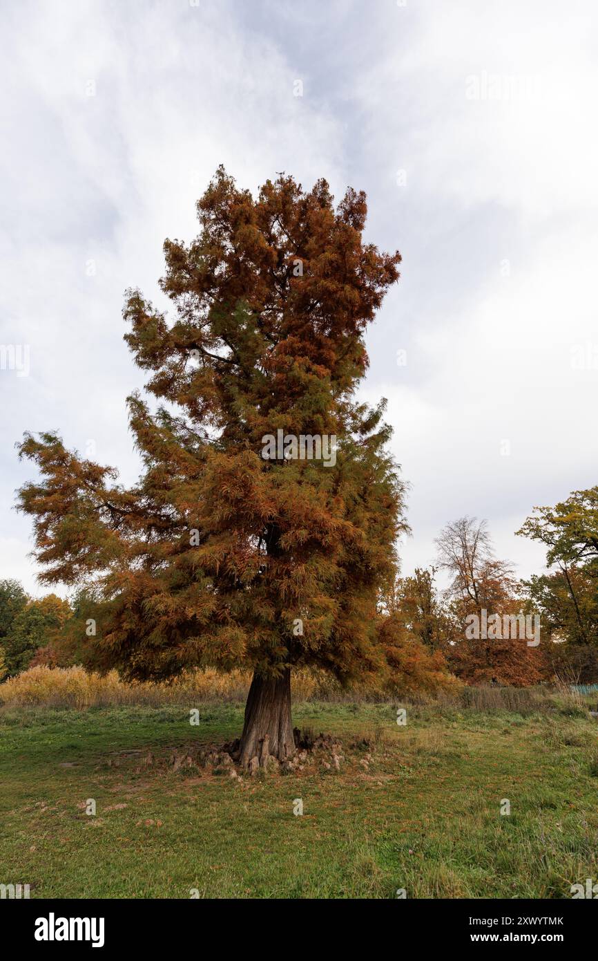A solitary tree showcases fall colors in Stromovka park Prague Stock ...