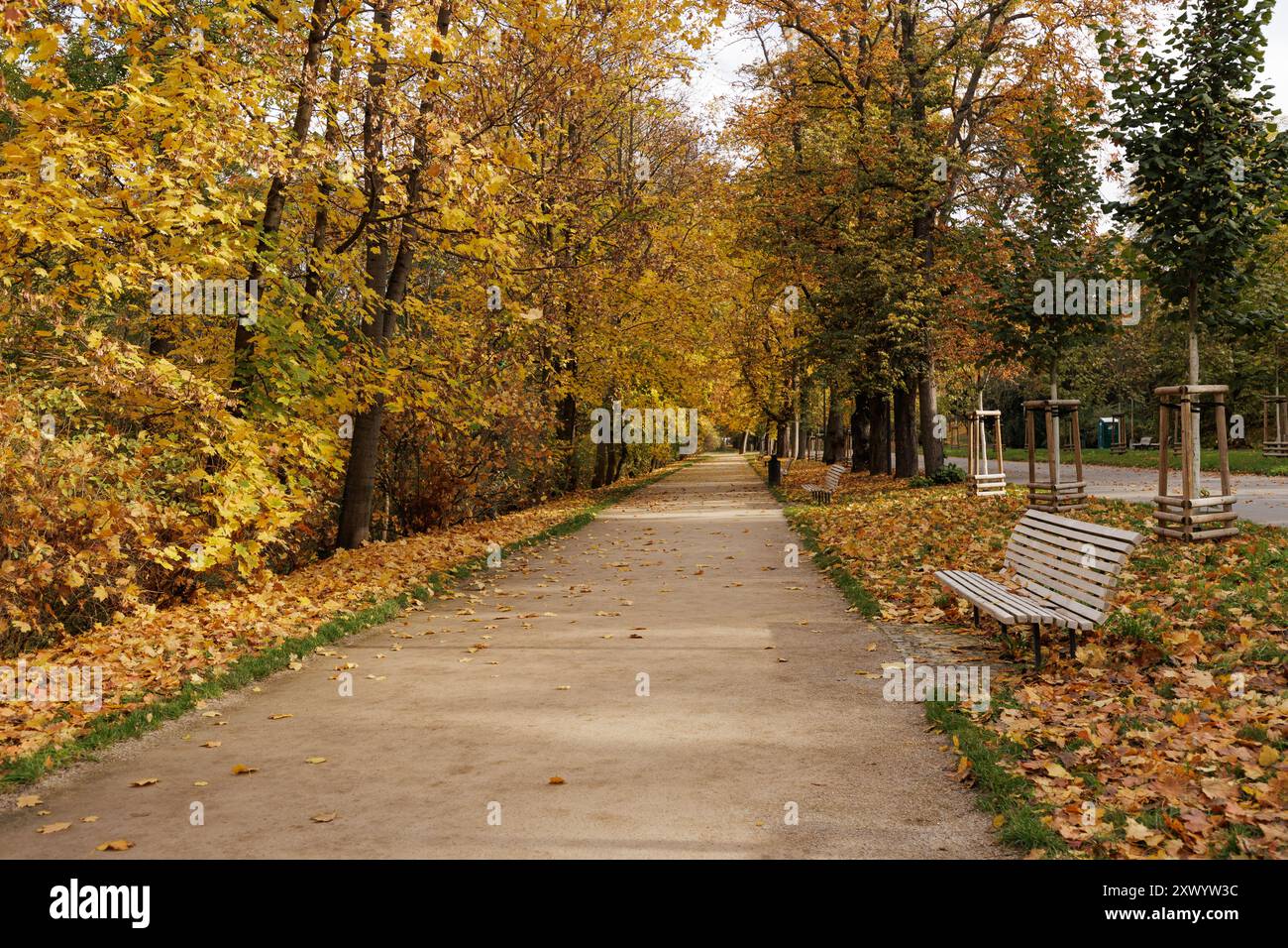 Walkway covered in autumn leaves under trees Stock Photo - Alamy