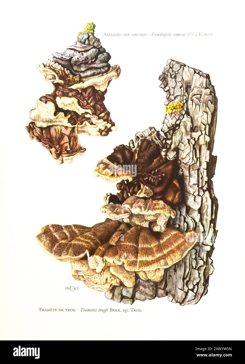 Illustration by Claus Caspari from the "Collection de Documents d ...