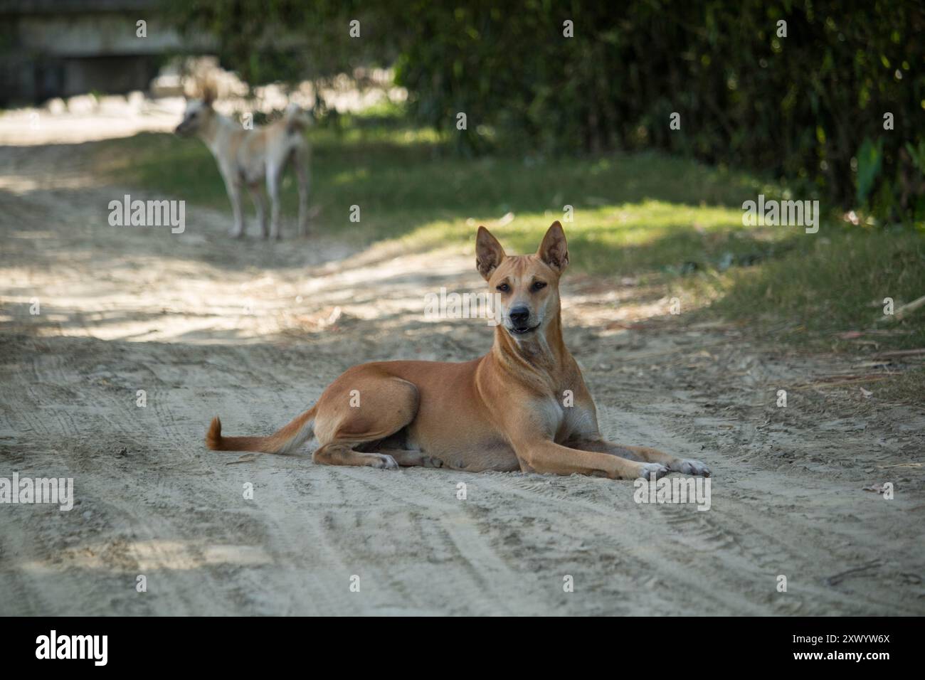 Stray two dog without owner rainy season,Dog on the road stray in ...