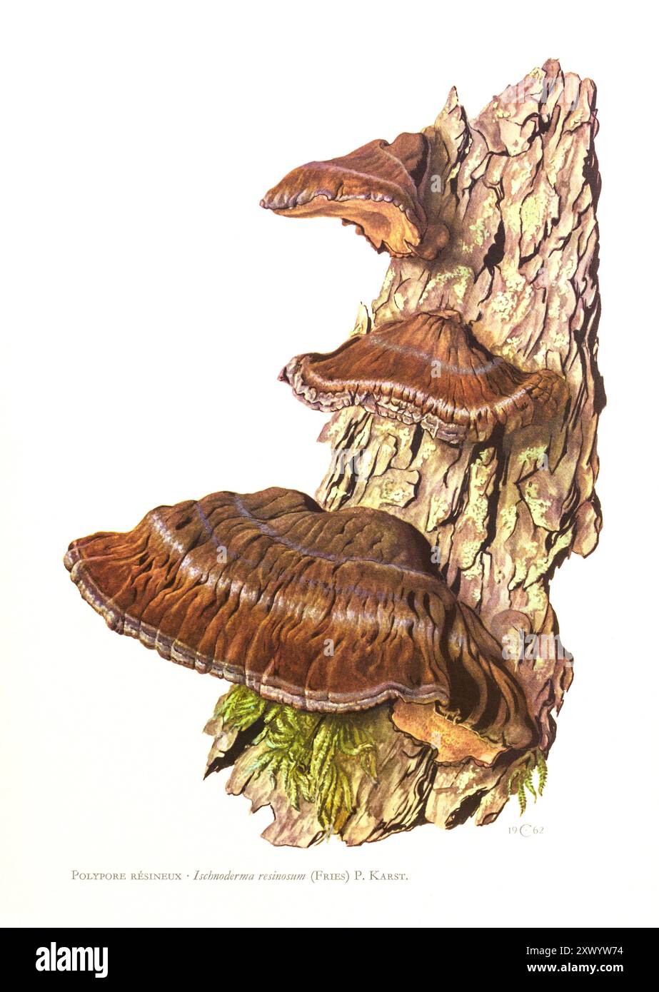 Illustration by Claus Caspari from the "Collection de Documents d ...