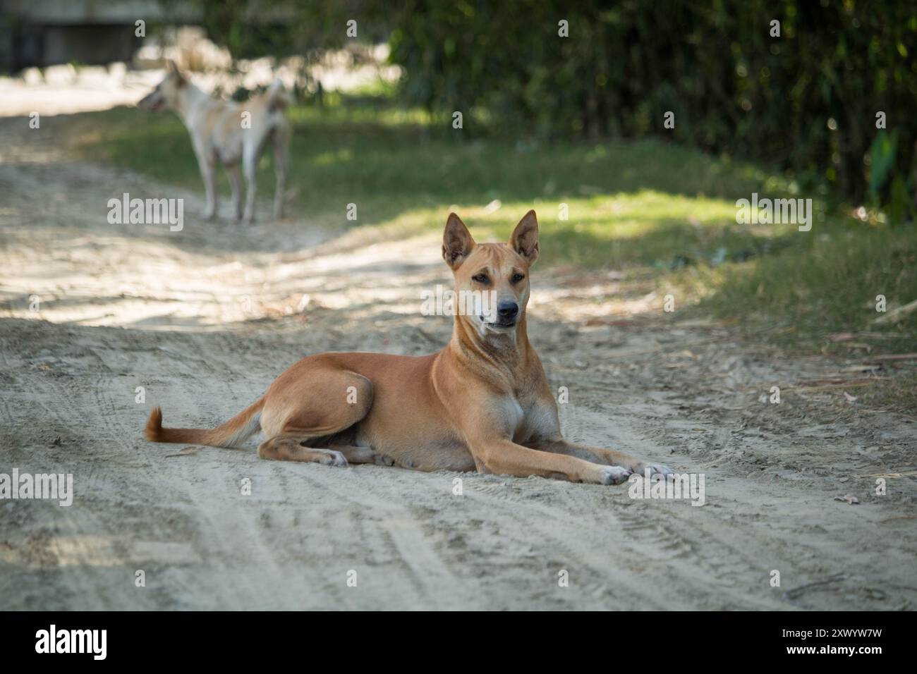 Stray two dog without owner rainy season,Dog on the road stray in ...