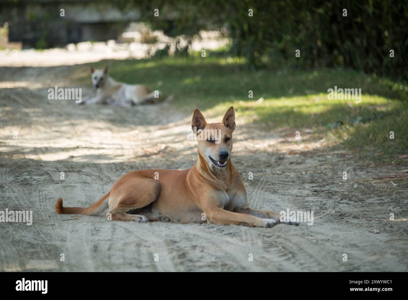 Stray two dog without owner rainy season,Dog on the road stray in ...