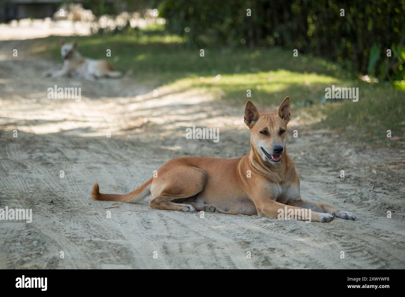 Stray two dog without owner rainy season,Dog on the road stray in ...
