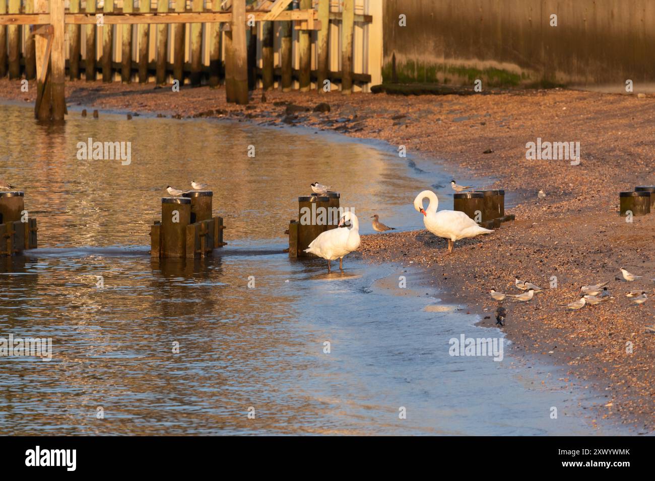 Swans are seen on a beach in Keyport, New Jersey during golden hour in ...