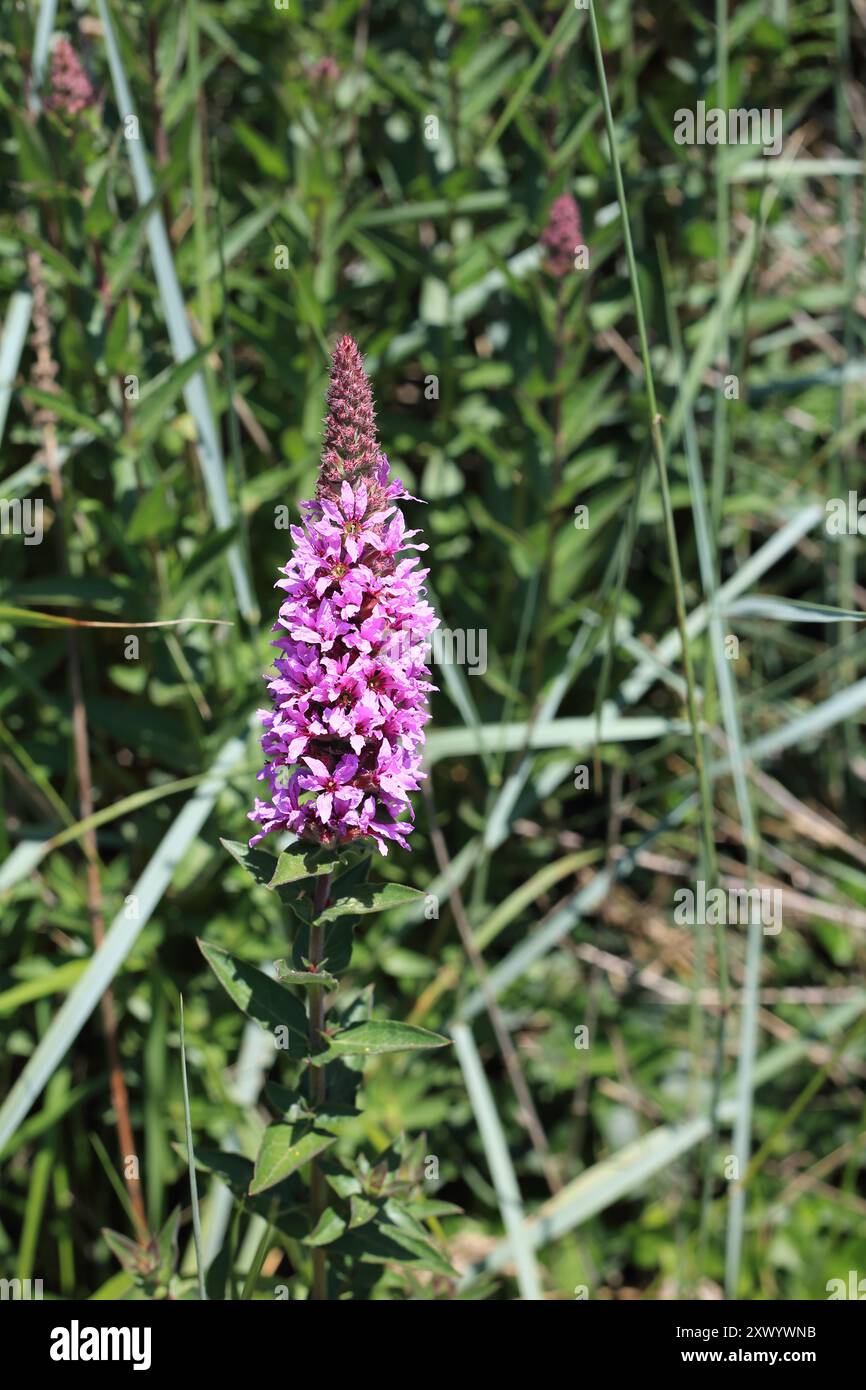 Purple flower at Port Kerel, Belle Ile en Mer, Brittany, France Stock ...