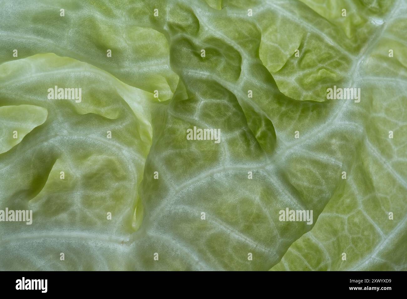 Macro photo of green lettuce leaf texture with light shine through ...