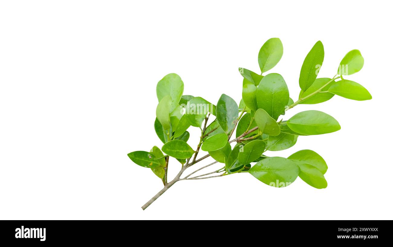 A cut out of Ficus benjamina leaves with clipping paths on a white ...