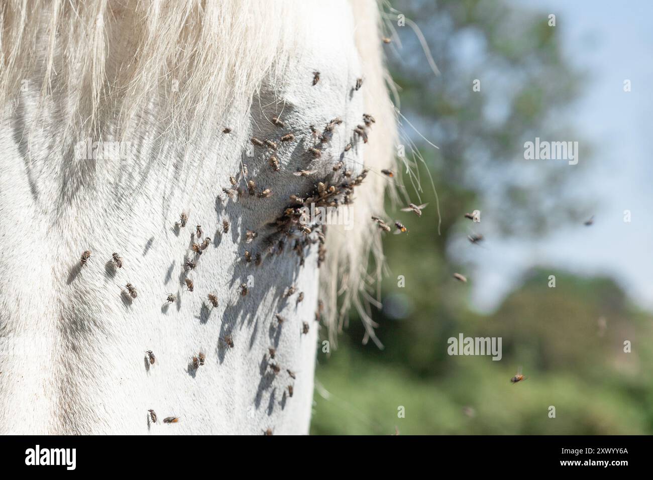 Horse is attacked by flies hi-res stock photography and images - Alamy