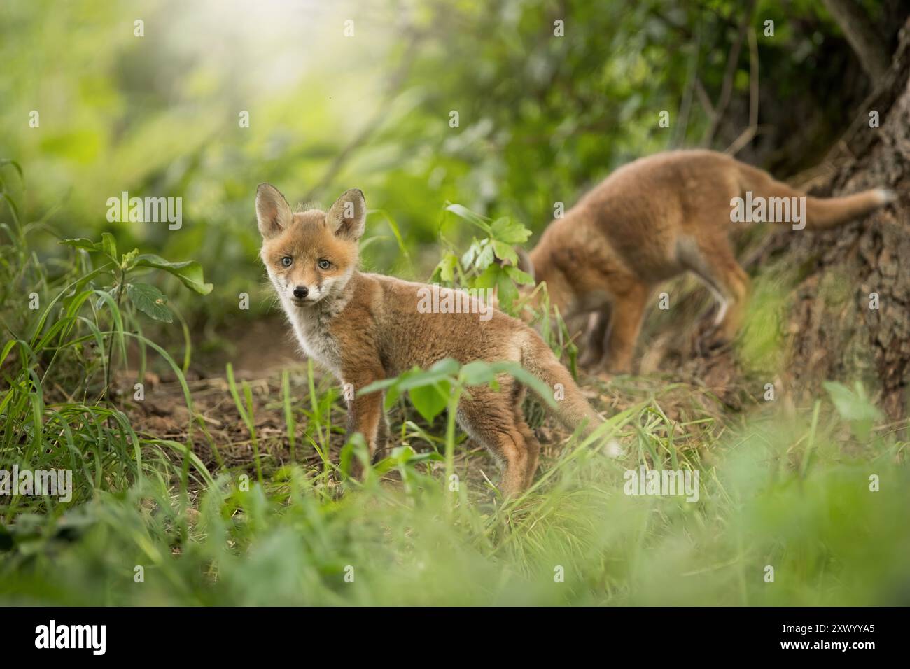 Two little red fox playing in forest in springtime Stock Photo - Alamy
