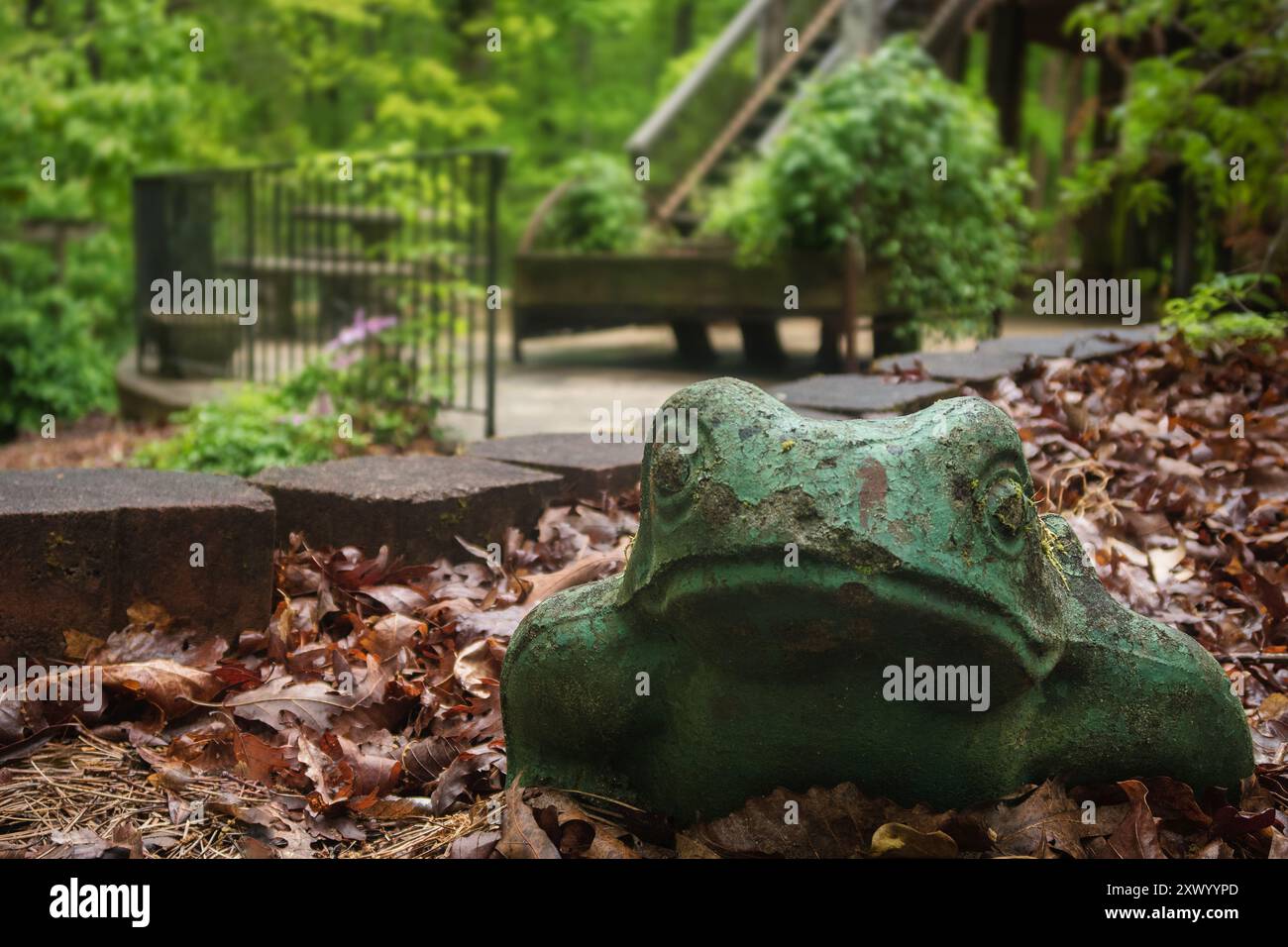 Patio frog hi-res stock photography and images - Alamy