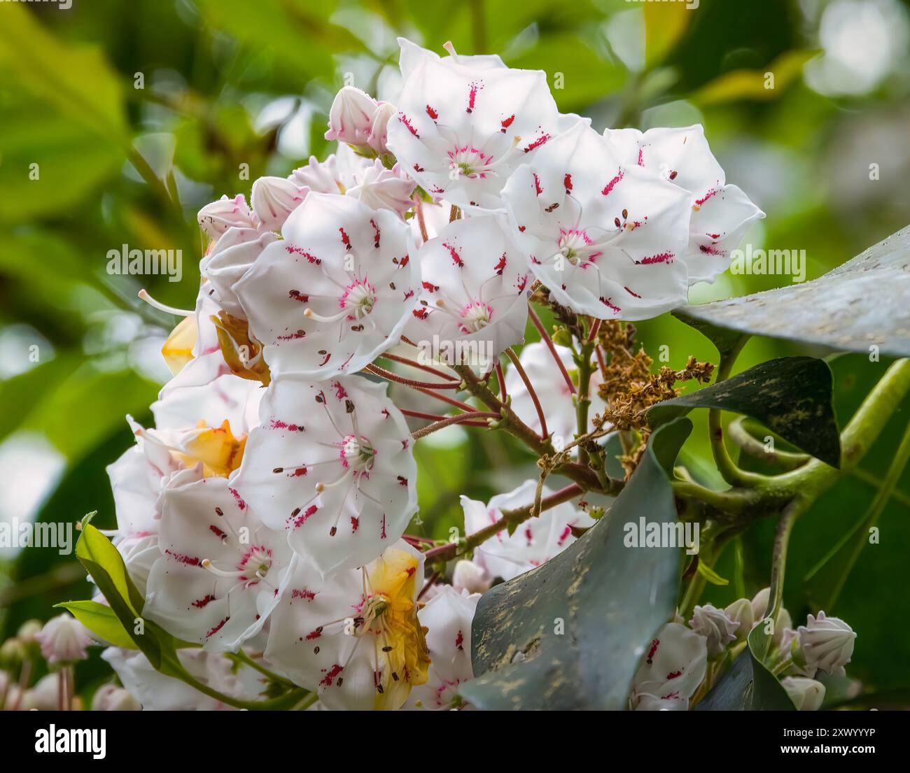 Callaway gardens hi-res stock photography and images - Alamy