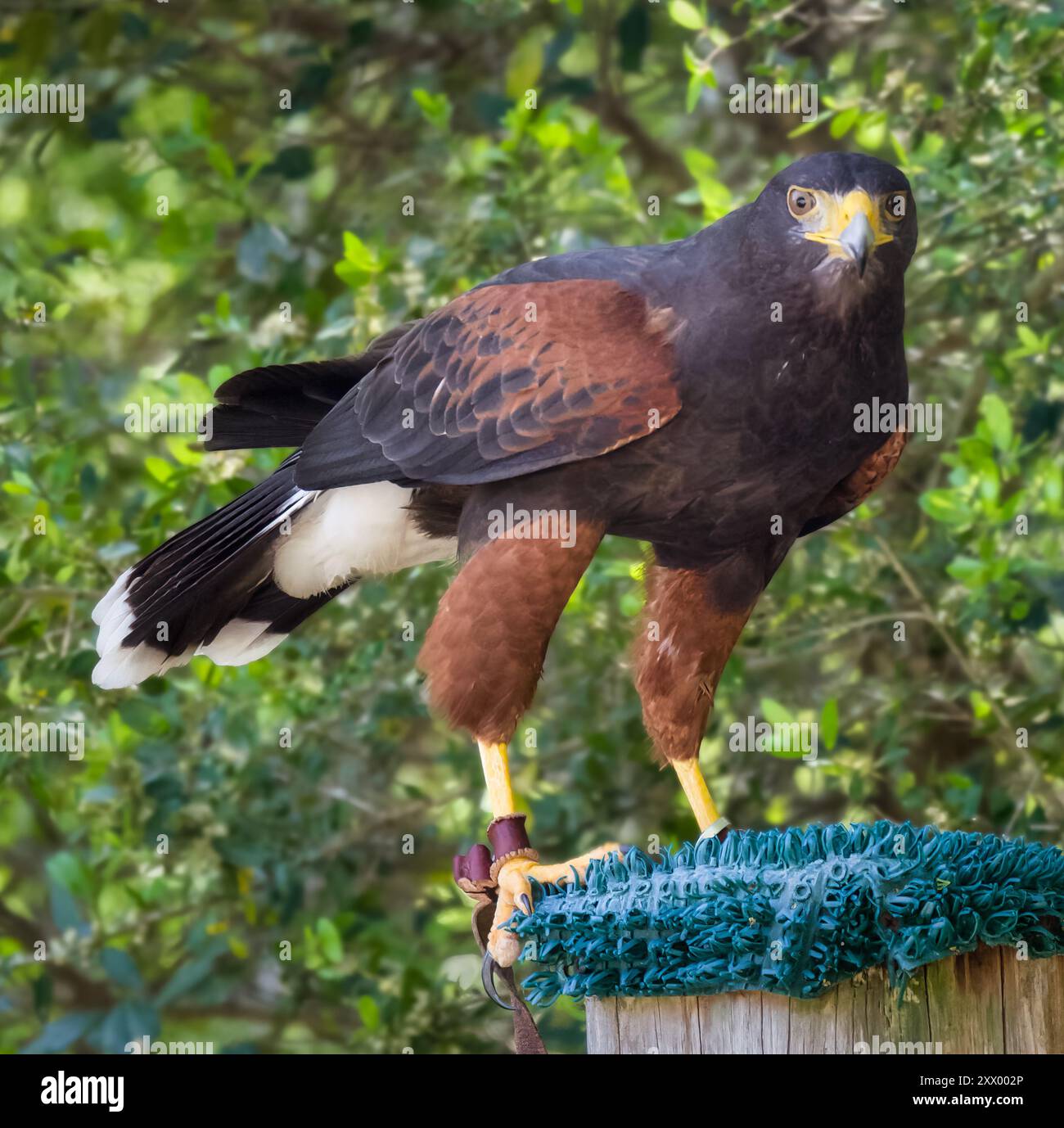 Callaway gardens hi-res stock photography and images - Alamy