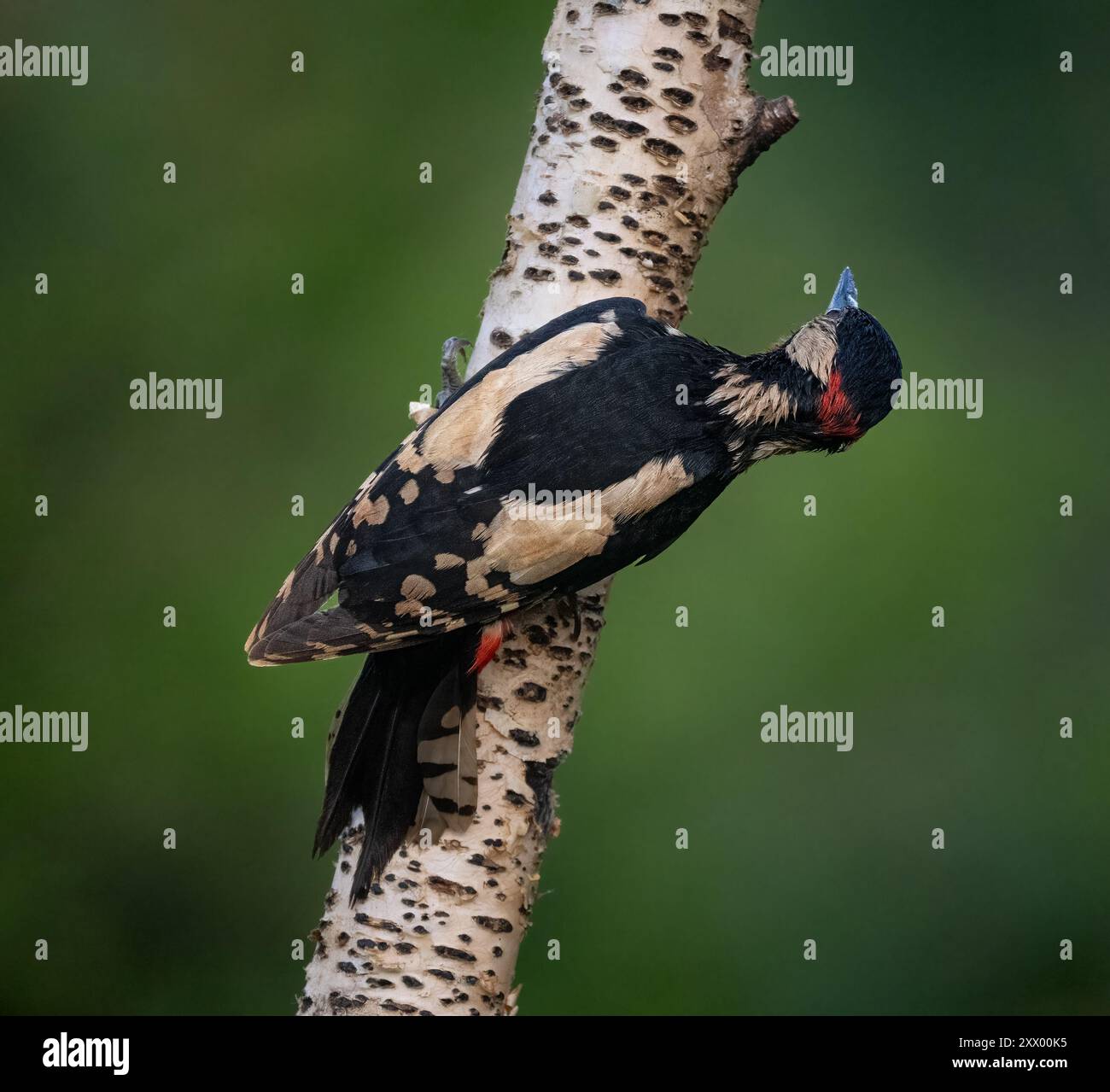Great spotted woodpecker rear view hi-res stock photography and images ...