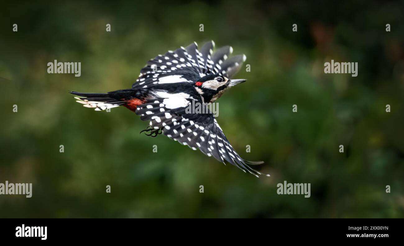 great Spotted woodpecker in flight Stock Photo - Alamy