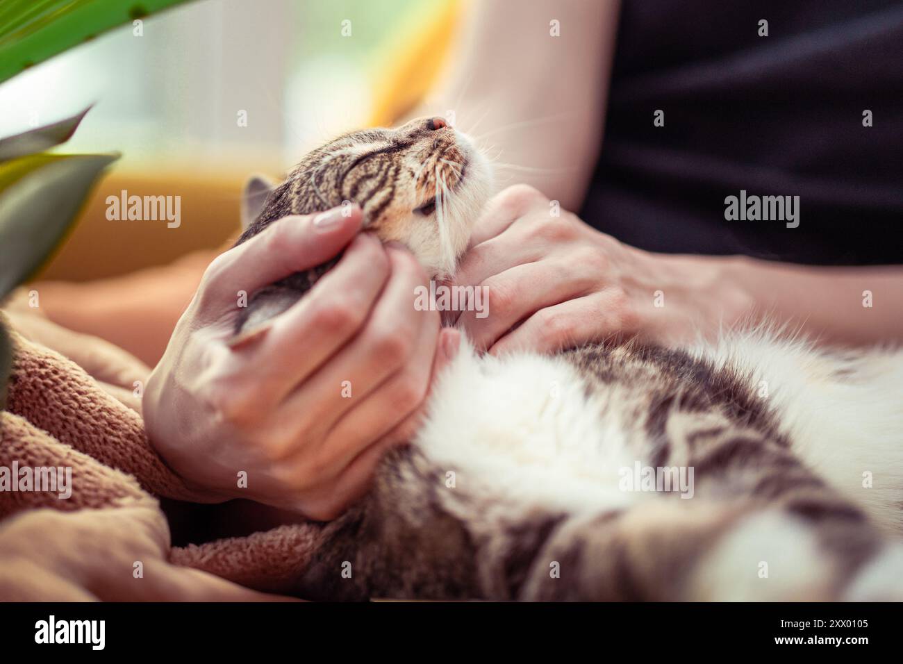 Smiling domestic cat cuddling up to human on cozy sofa. Warm home ...