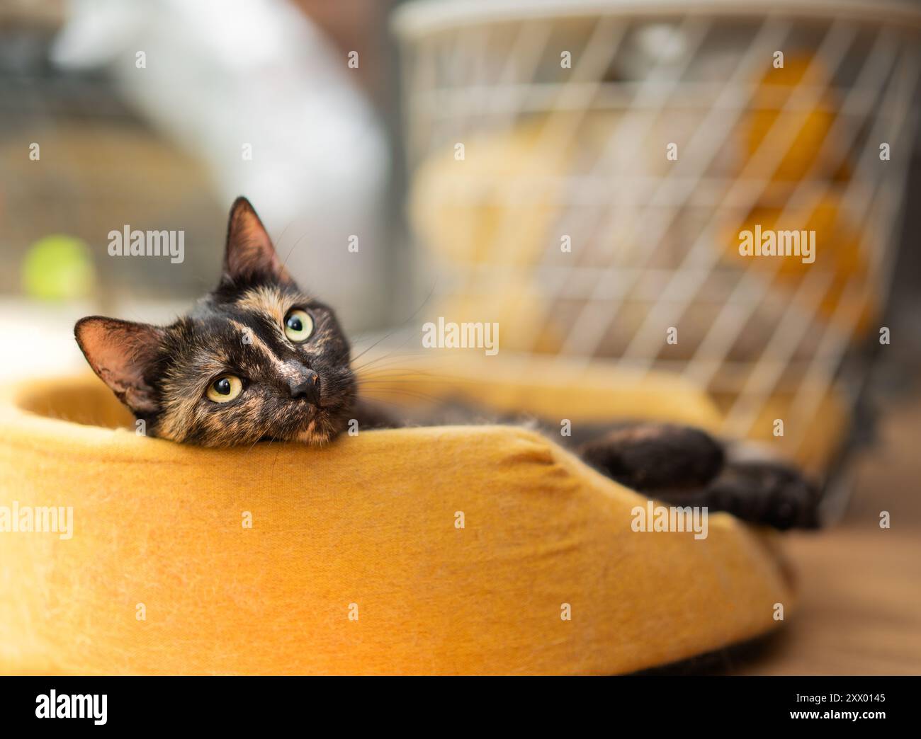 Domestic dark cat lying in bed. Cozy home interior with yellow ...