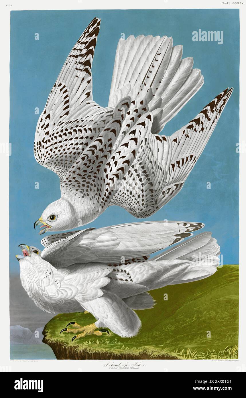 Jer falcon the birds of america hi-res stock photography and images - Alamy