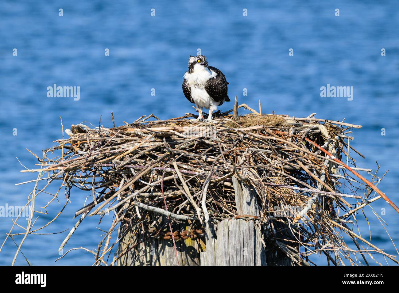 Birds that build stick nest hi-res stock photography and images - Alamy