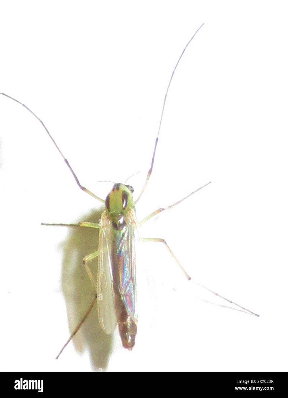 Non-biting Midges (Chironomidae) Insecta Stock Photo - Alamy