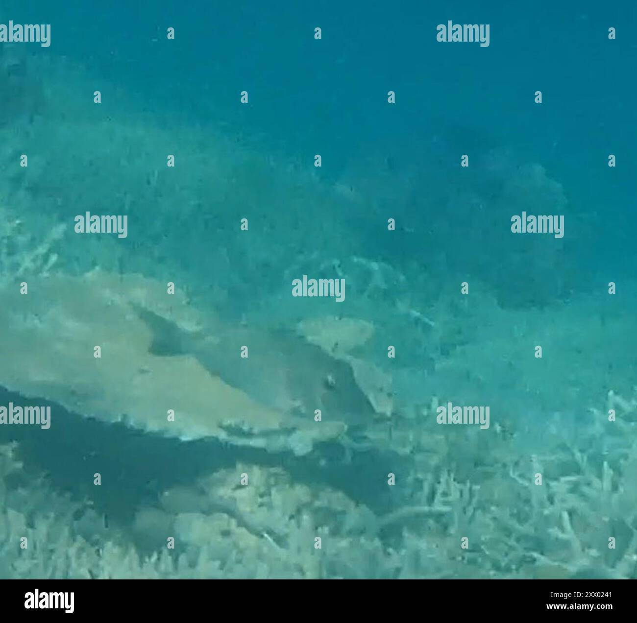 Yellowtail Emperor (Lethrinus atkinsoni) Actinopterygii Stock Photo - Alamy