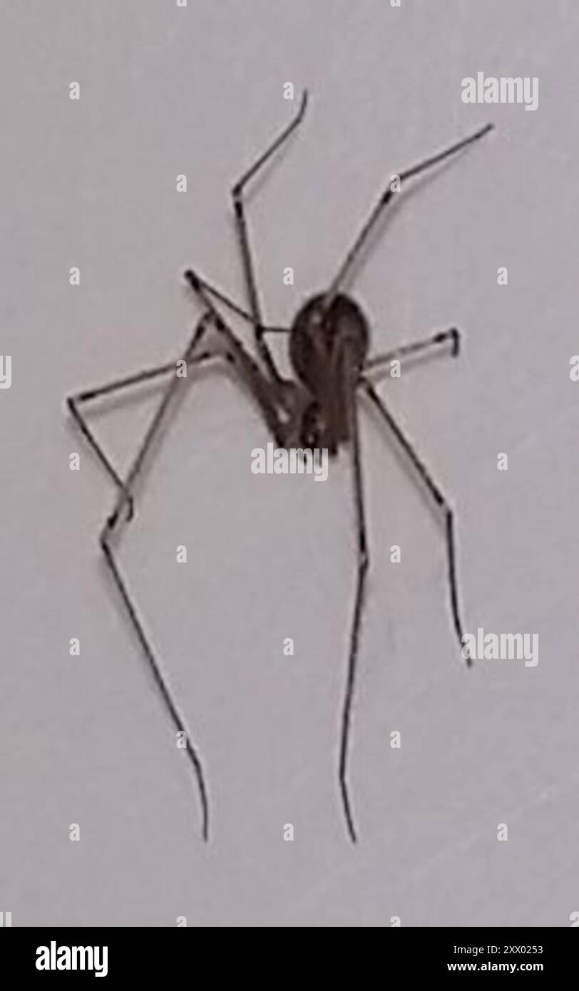 Cellar Spiders (Pholcidae) Arachnida Stock Photo - Alamy