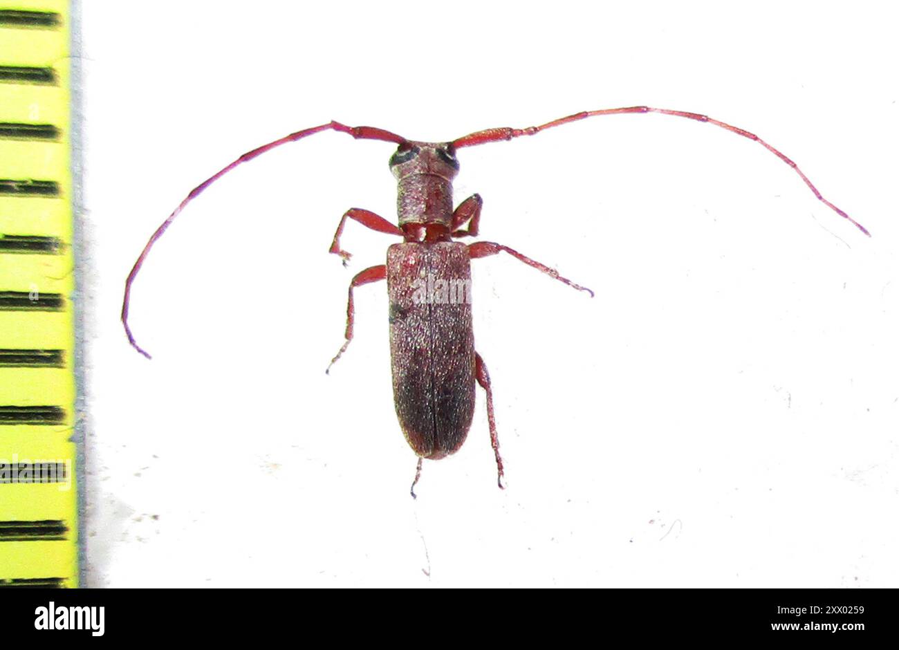 (Eunidia angolana) Insecta Stock Photo - Alamy