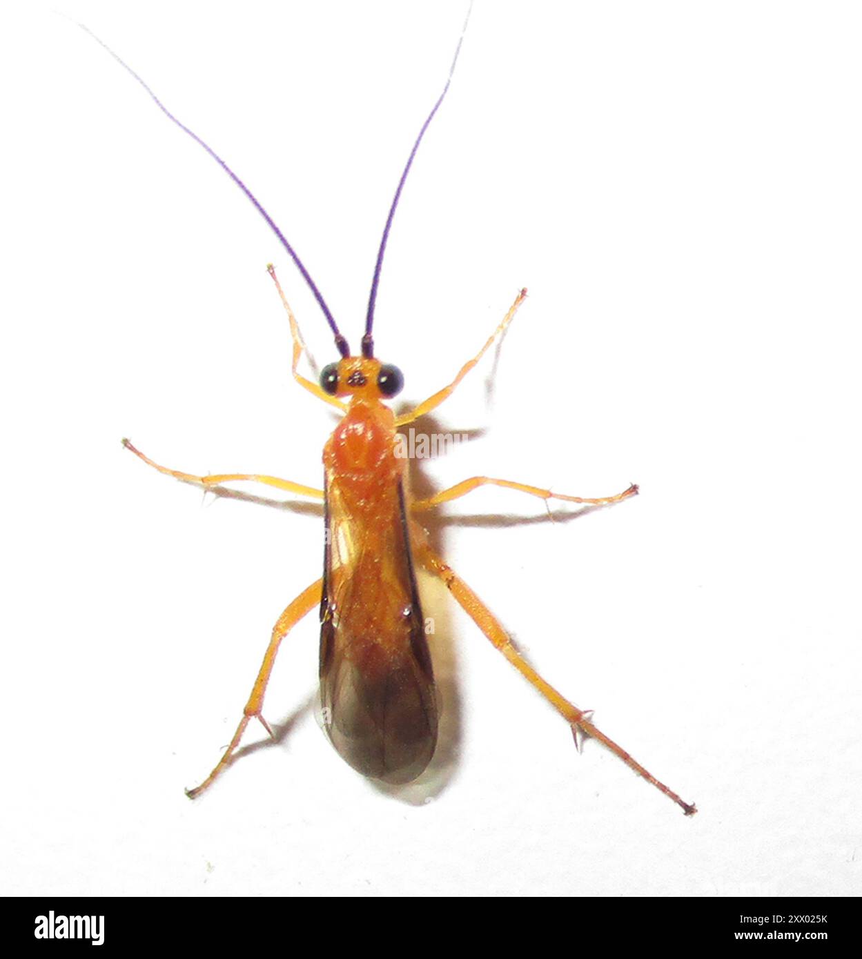 Braconid Wasps (Braconidae) Insecta Stock Photo - Alamy
