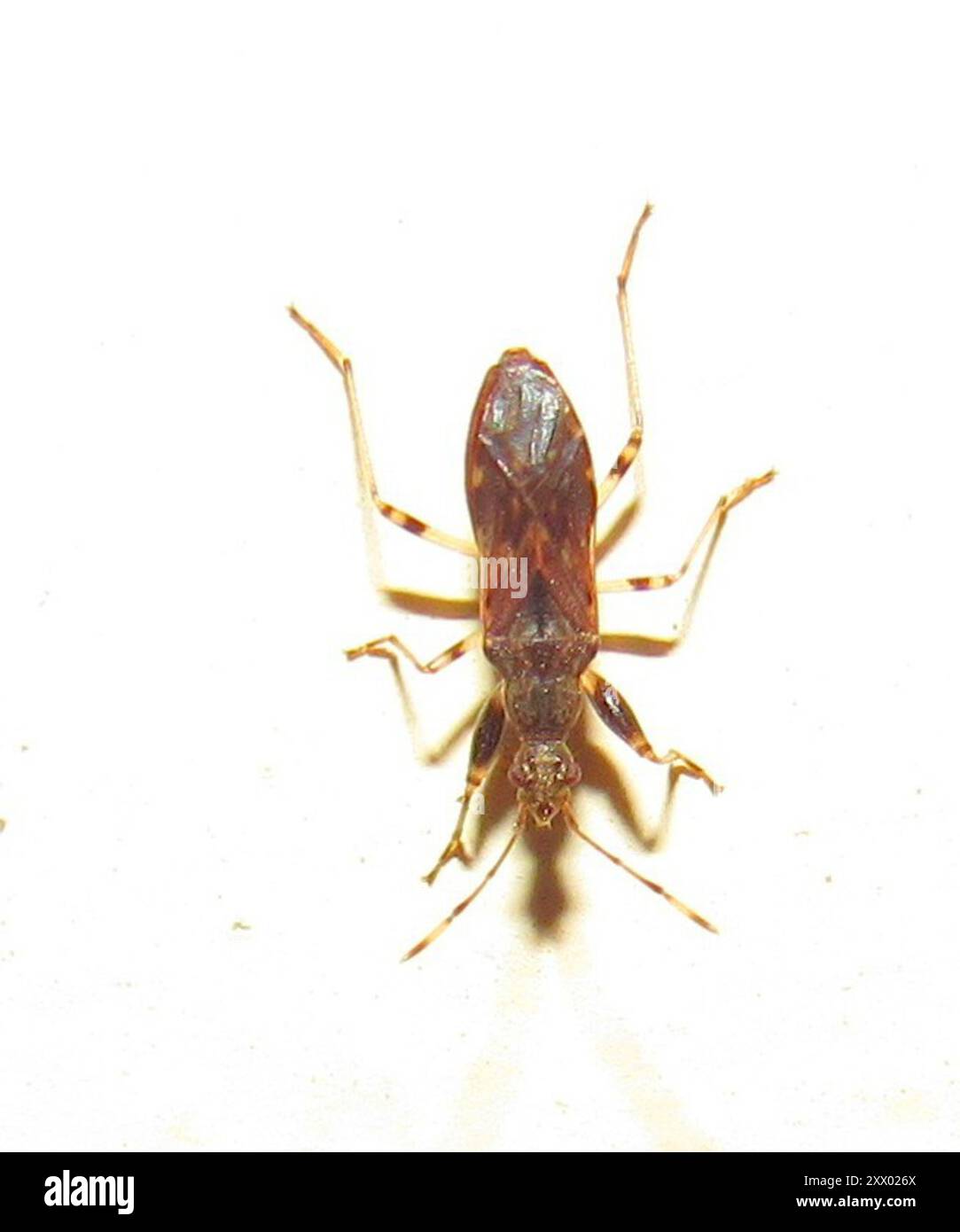 (Paisana brachialis) Insecta Stock Photo - Alamy