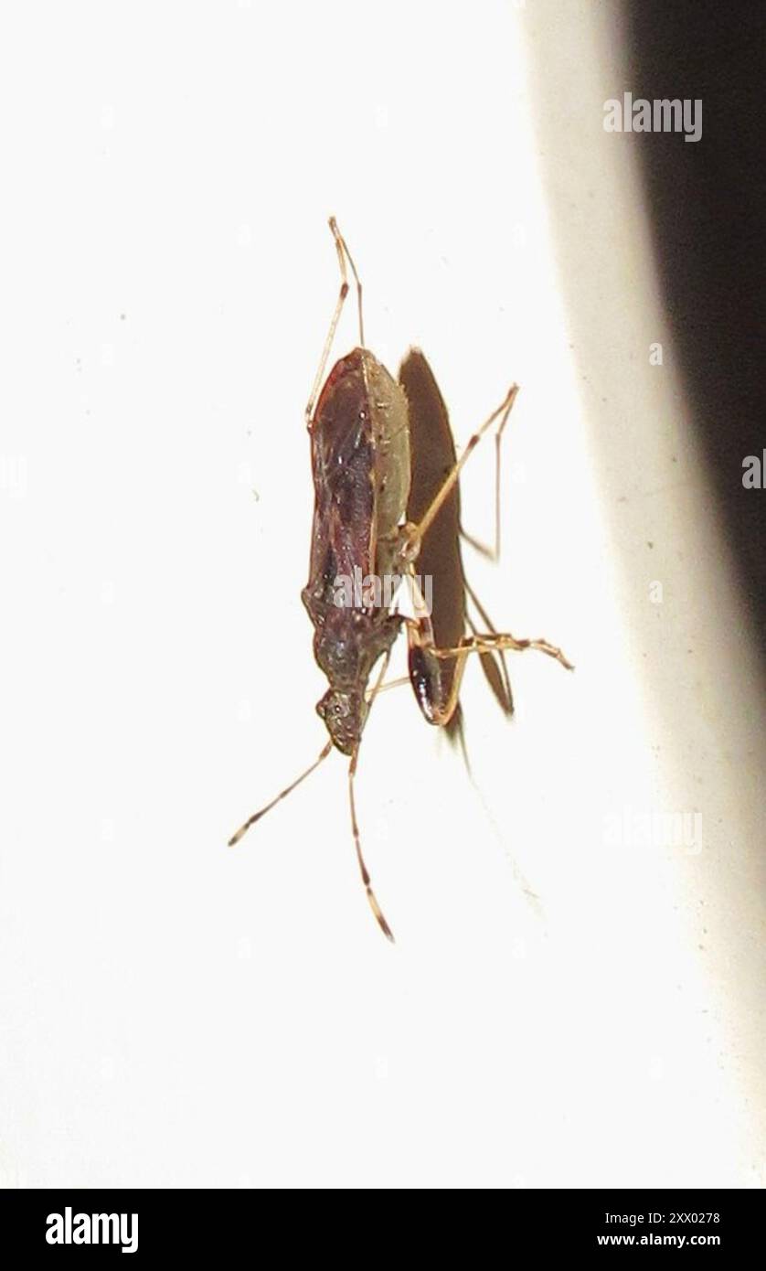 Paisana hi-res stock photography and images - Alamy