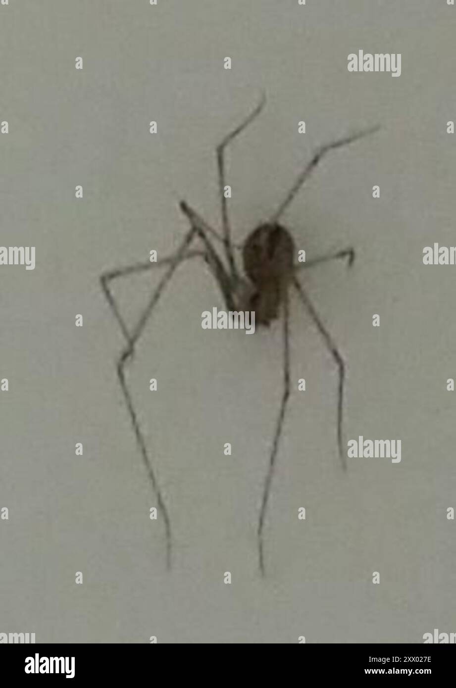Cellar Spiders (Pholcidae) Arachnida Stock Photo - Alamy