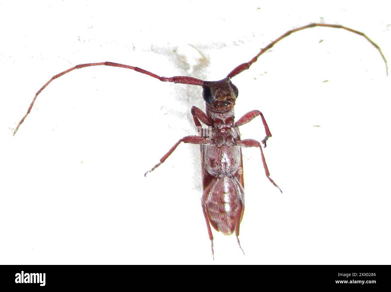 (Eunidia angolana) Insecta Stock Photo - Alamy