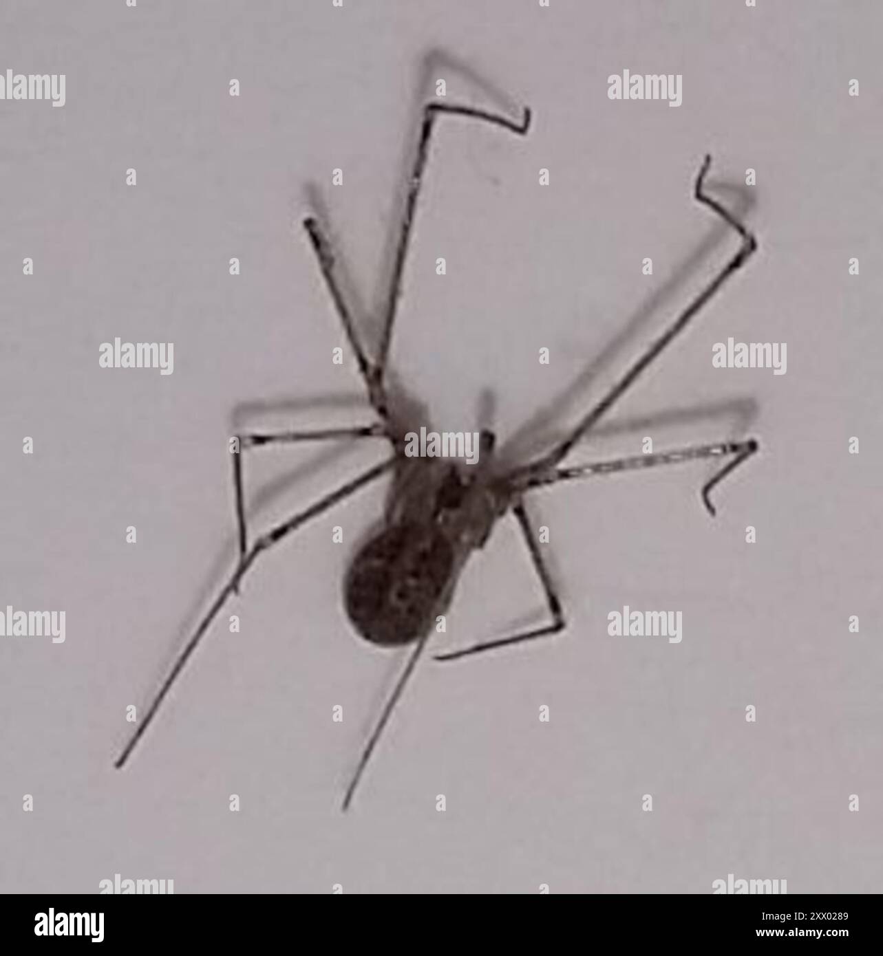 Cellar Spiders (Pholcidae) Arachnida Stock Photo - Alamy