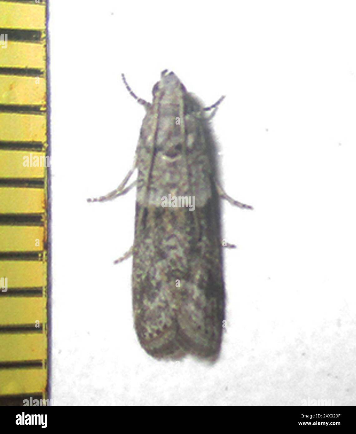 Knot-horn Moths (Phycitinae) Insecta Stock Photo - Alamy