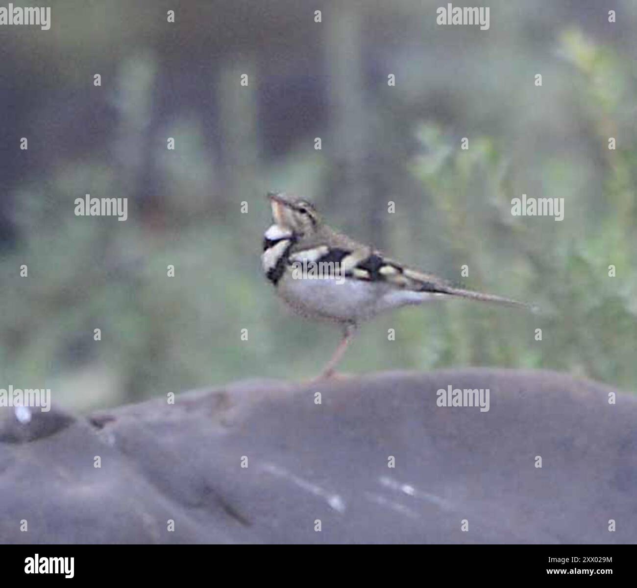 Forest Wagtail (Dendronanthus indicus) Aves Stock Photo - Alamy